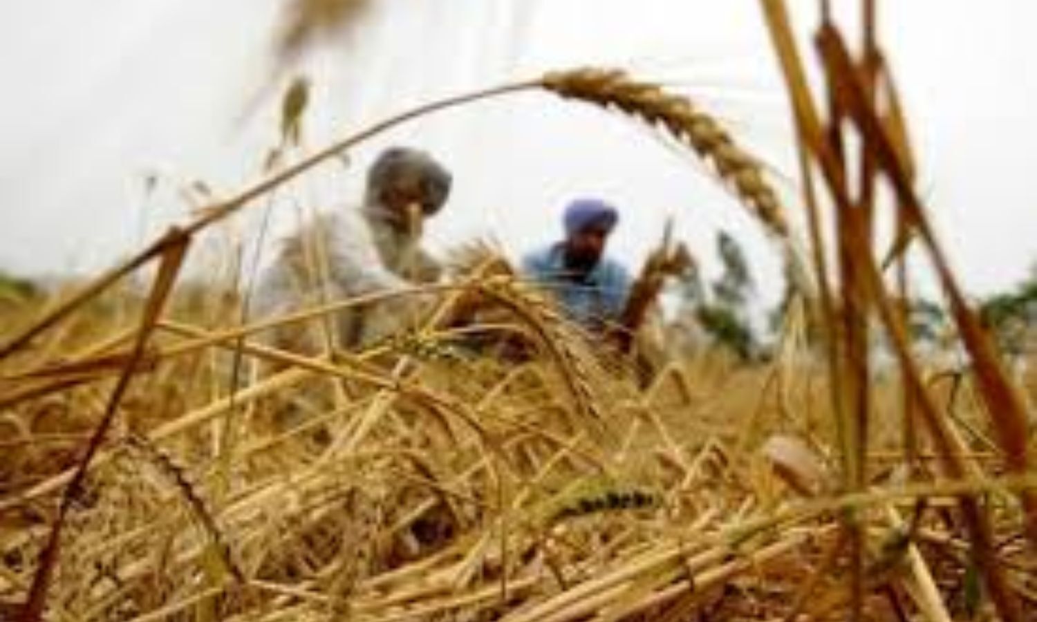 Wheat output to go up by 2.29% to 120.65 MTs in 2025-26: Govt