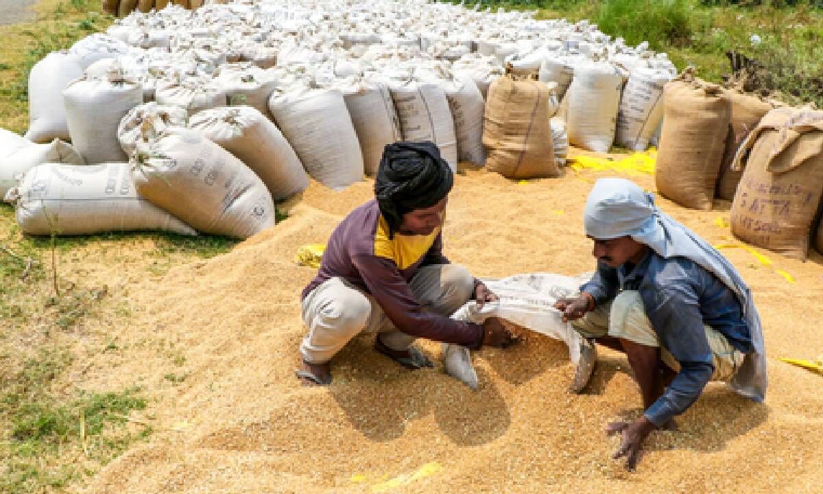 Haryana to build 20 lakh MT grain storage to slash crop losses
