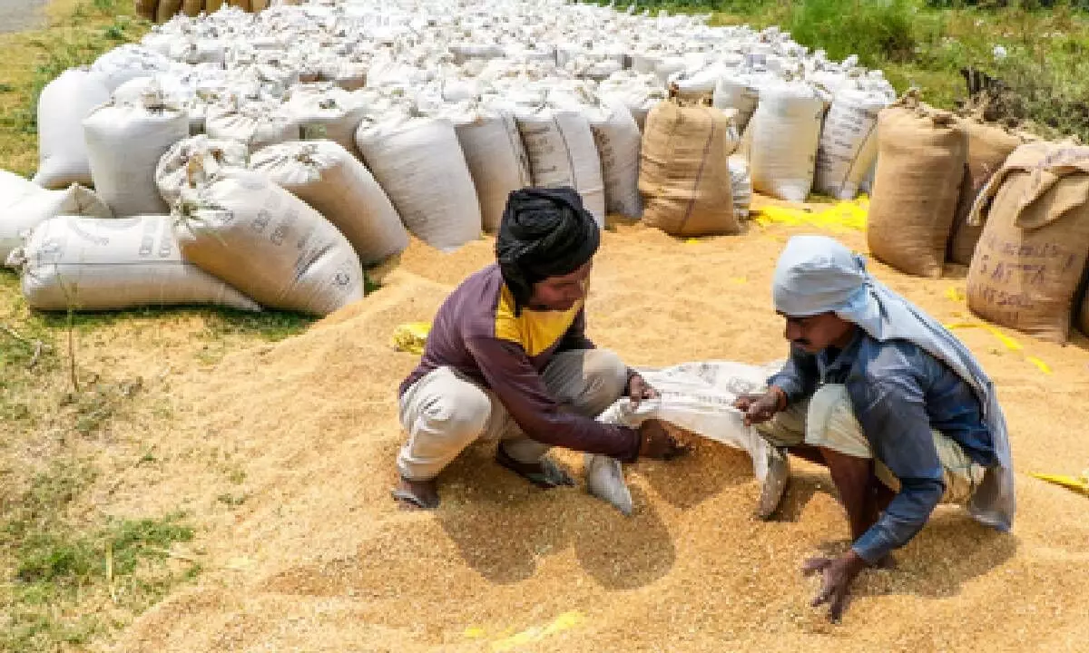 Haryana to build 20 lakh MT grain storage to slash crop losses