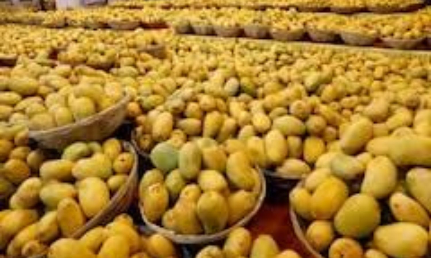 No ban on import of Indian mangoes by Nepal: Govt