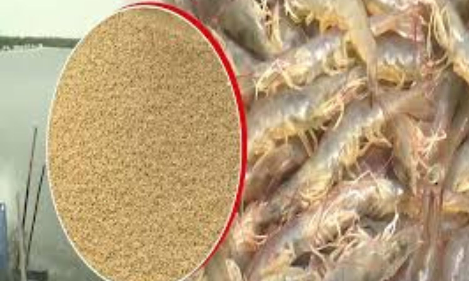AP forms experts panel to check shrimp feed prices