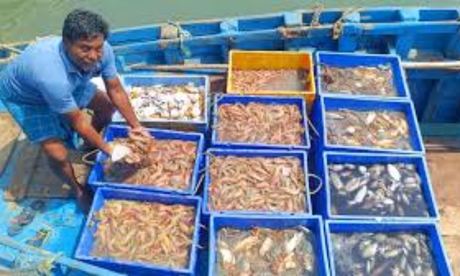 Fisherfolk set out for a bumper shrimp catch as annual ban ends
